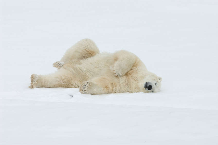 Polar Bear Live Cam: Hudson Bay's Polar Bear Live Stream Is Back Online ...