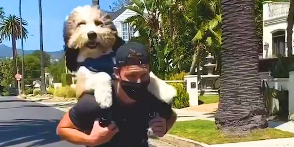 75-Pound Dog Rides On Jet Skis And Scooters With His Dad - Videos - The ...