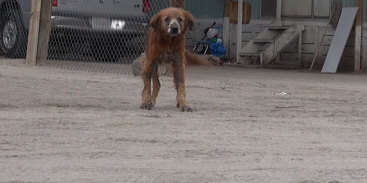 Dog Left Behind By Owners Wags His Tail At His Rescuers - Videos - The Dodo
