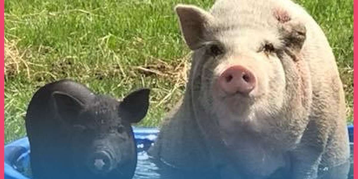 Farmer Helps Roland The Pig Learn to Walk Again - Videos - The Dodo