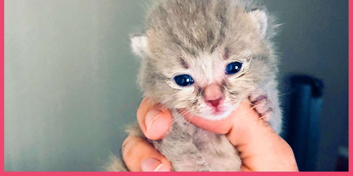 Smokey The Cute Kitten Is Saved From Living Under A House - Videos ...