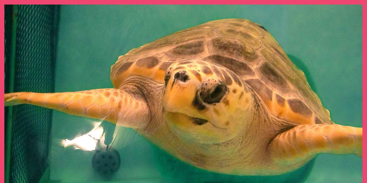 Huge Sea Turtle Was In Trouble Until A Team Of Heroes Saved Her ...