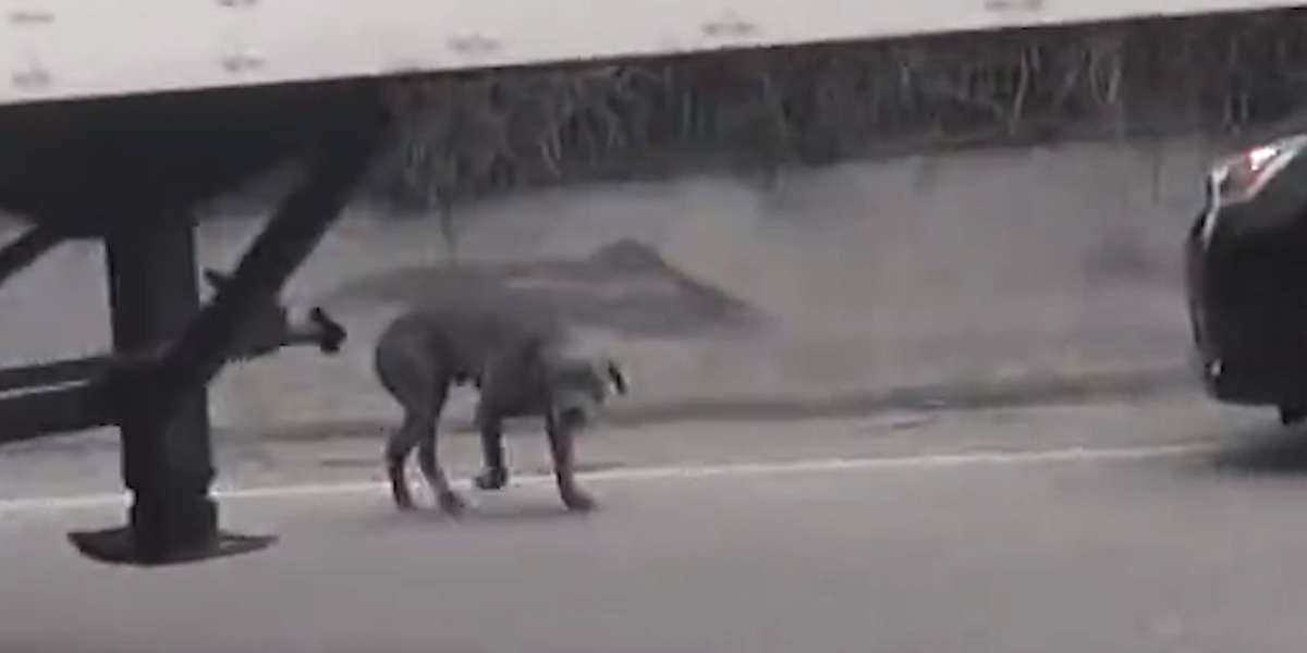 Dog Is So Scared He Almost Runs Into Traffic - Videos - The Dodo