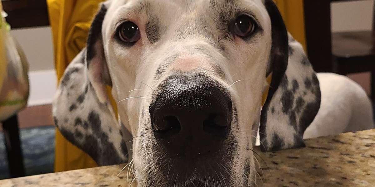100-Pound Great Dane Had No Idea How To Cuddle Until... - Videos - The Dodo