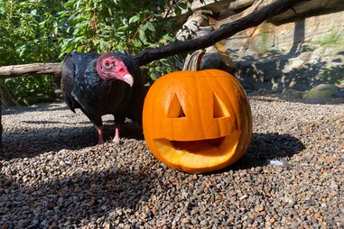 Best Philadelphia Halloween Events 2020: How to Celebrate Safely This ...