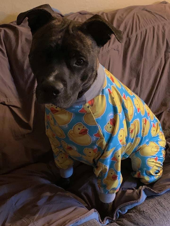 Dad And Dog Get Matching Rubber Ducky Pajamas - The Dodo