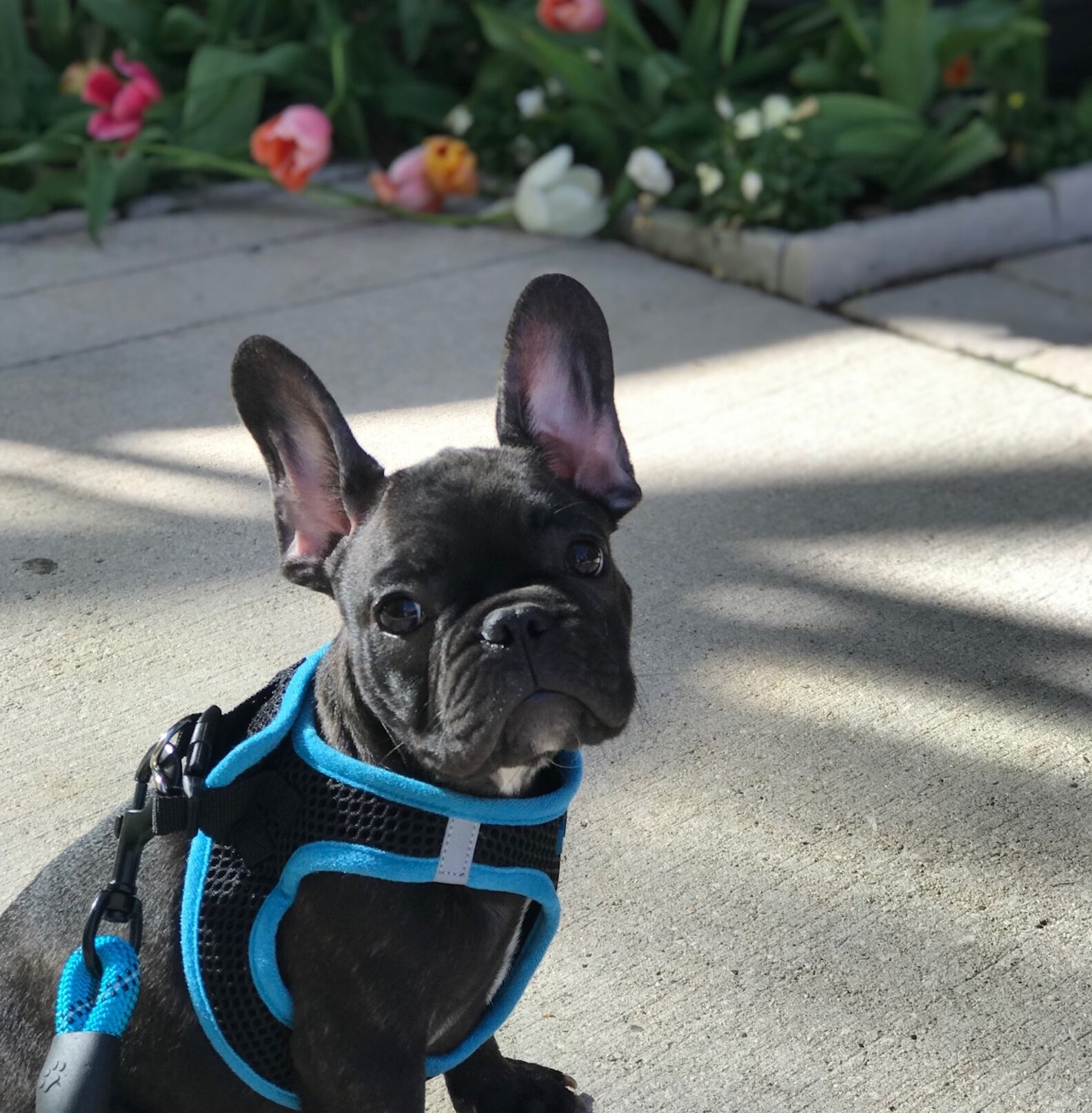 5 Situations That Prove Why You Need Pet Insurance - The Dodo