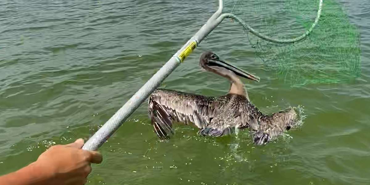 Guys On Vacation Try To Save A Pelican In The Middle Of The Ocean ...