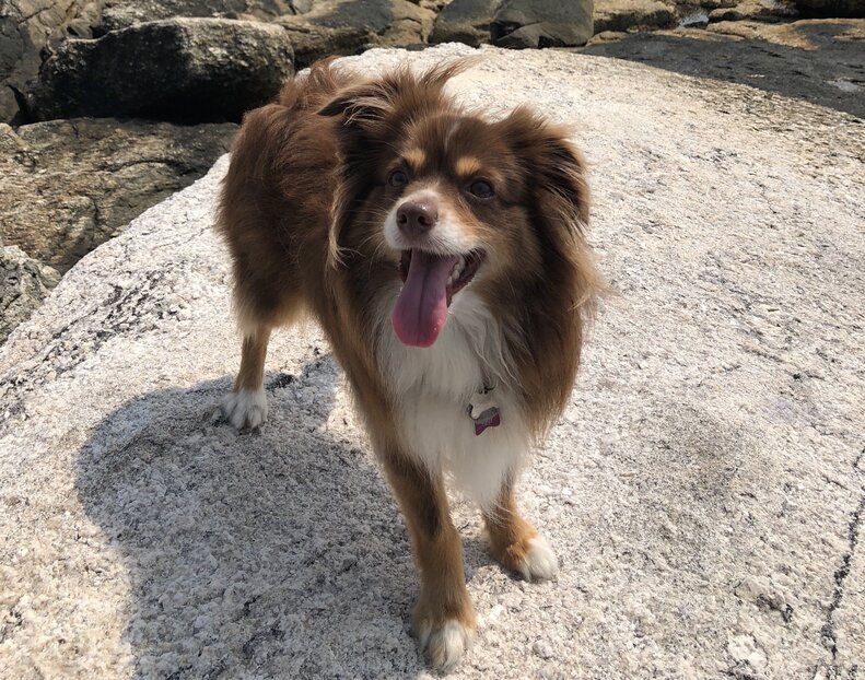 5 Situations That Prove Why You Need Pet Insurance - The Dodo