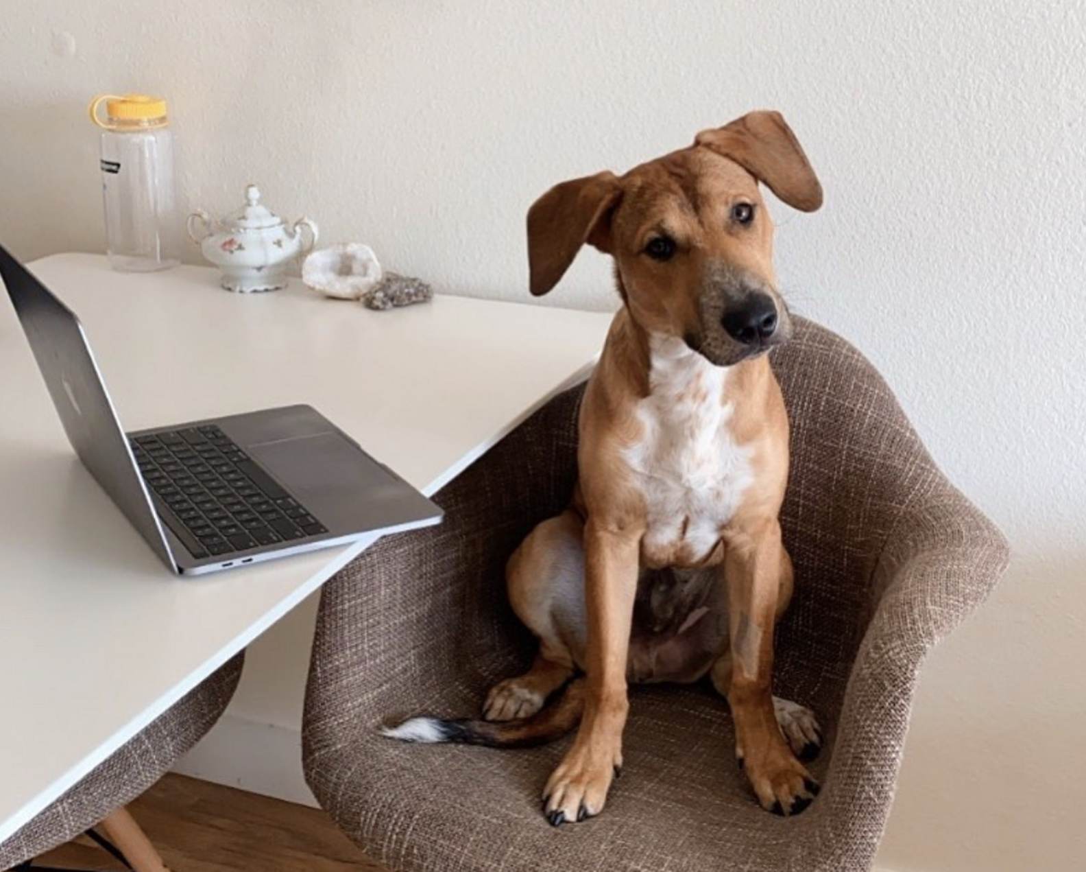 5 Situations That Prove Why You Need Pet Insurance - The Dodo