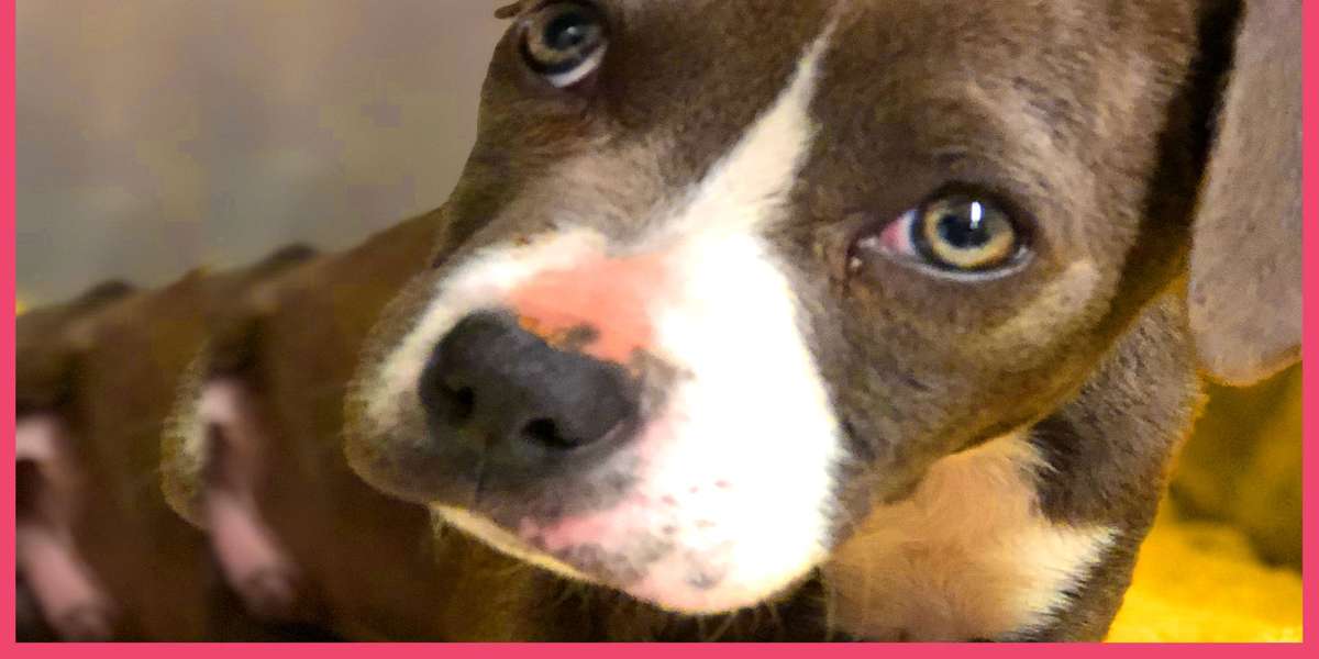 Puppy With An Adorable Howl Tries So Hard To Walk - Videos - The Dodo