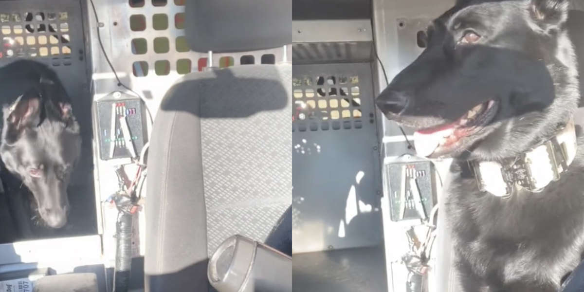 Police Dog Steals Dad's Seat In Car - The Dodo