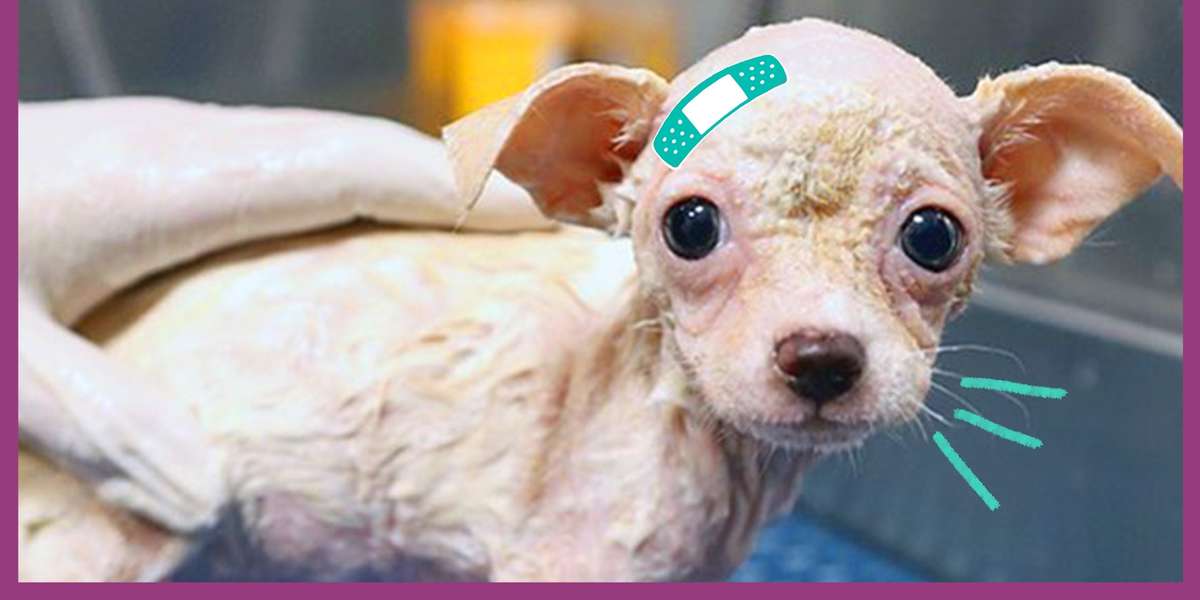 Pup Without Fur Is Feeling Like A Dog Again - Videos - The Dodo
