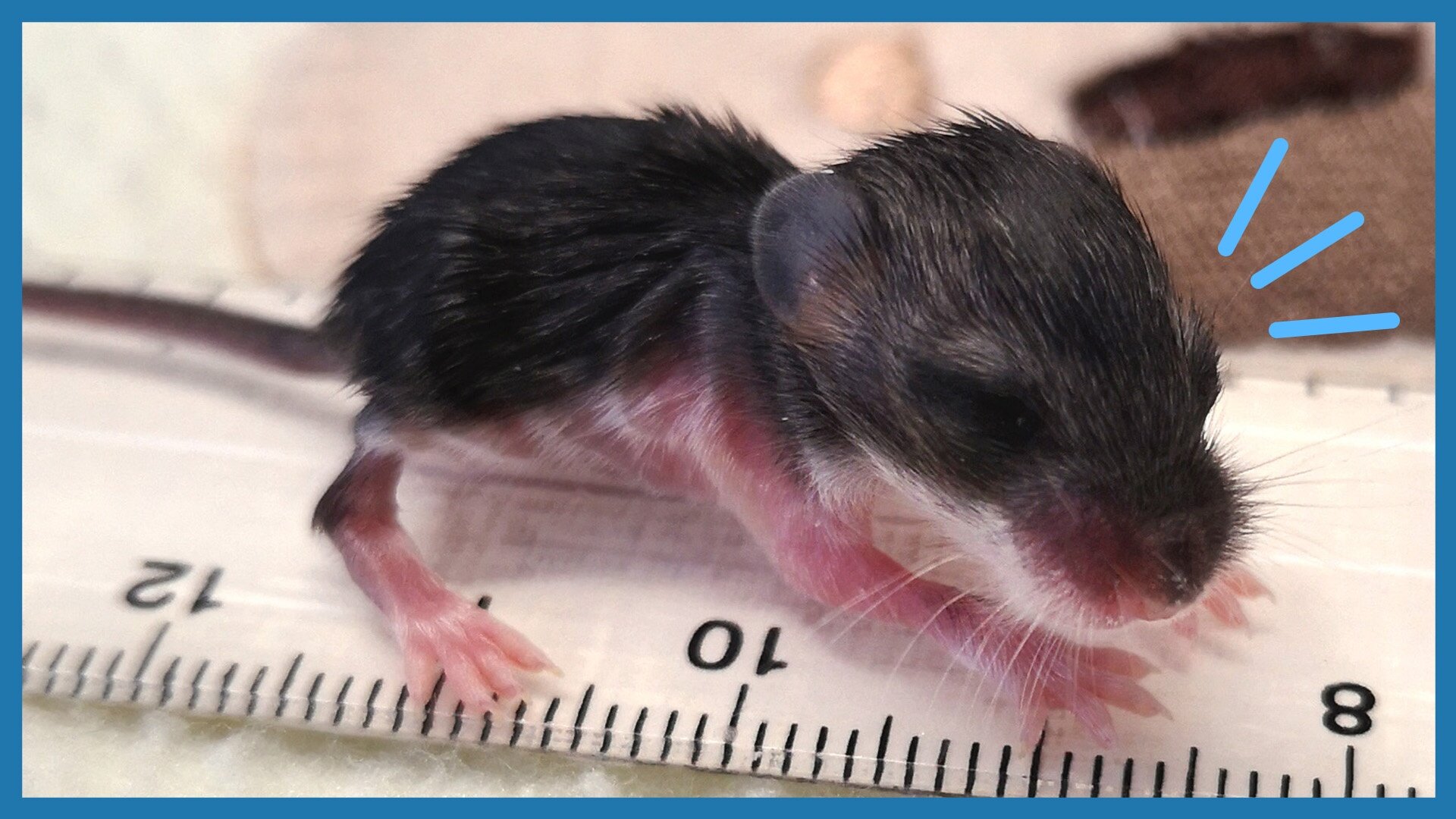 Curious Tiny Mice Just Want to Explore - Videos - The Dodo