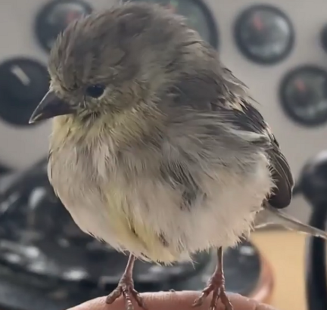 Boat Crew Comes To The Rescue Of A Little Bird Who Was Lost At Sea ...