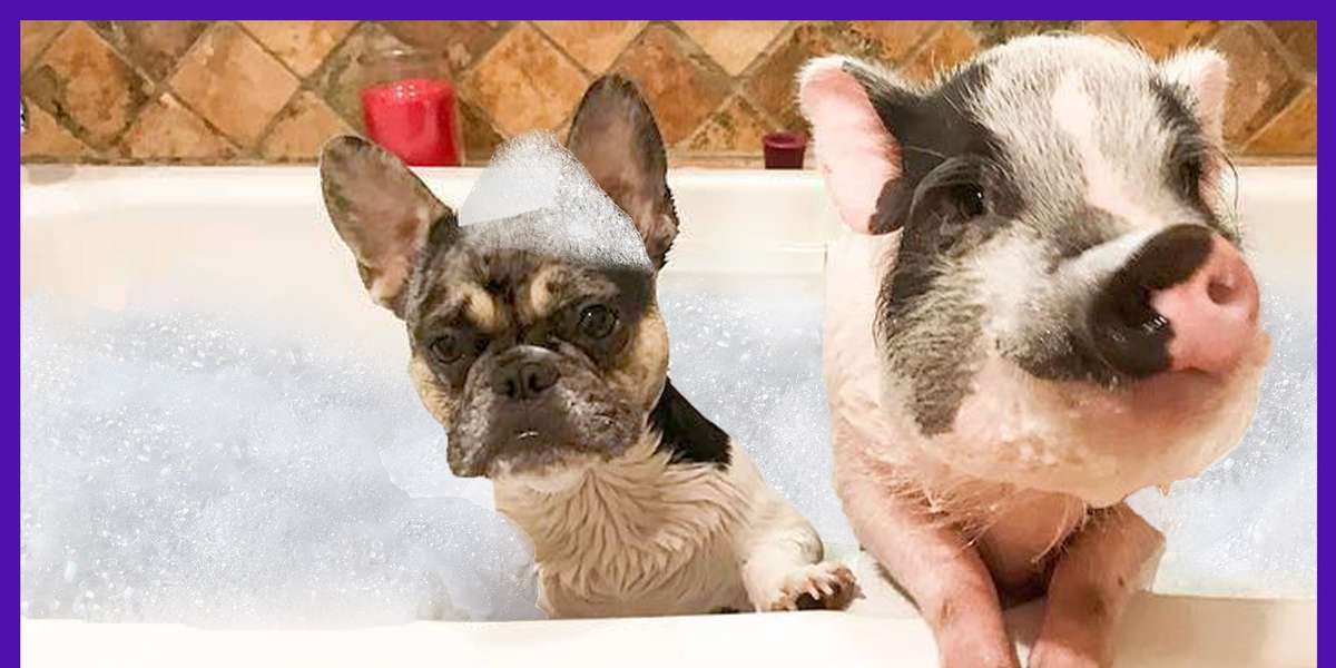 Dog And Pig Are The Cutest Best Friends - Videos - The Dodo