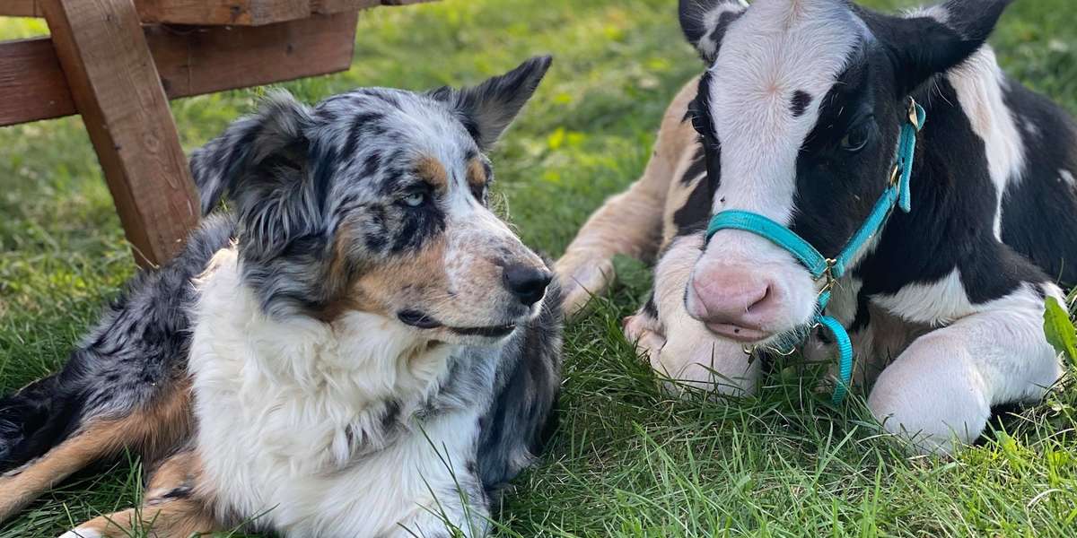Little Calf Who Couldn't Stand Teaches Himself To Run - Videos - The Dodo