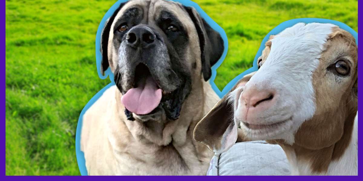 Chance The Goat Stole Sammy The Dog’s Bed! - Videos - The Dodo