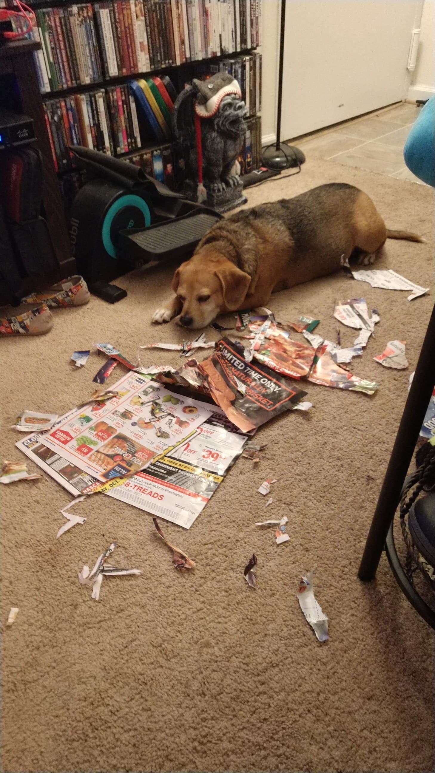 Dog Is So Proud Of Huge Mess He Made - The Dodo Dog Is So Proud Of Huge Mess He Made - The Dodo