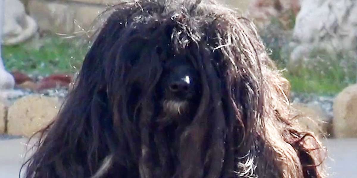 Matted Dog Gets The Best Transformation - Videos - The Dodo