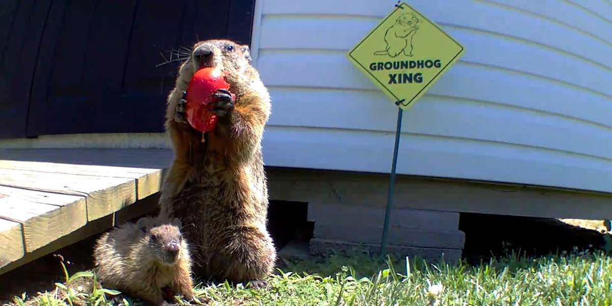 Guy Builds Veggie Garden For Family Of Groundhogs - Videos - The Dodo