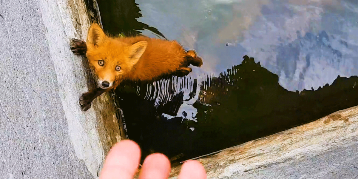 Fox Stuck In A Pool Of Water - Videos - The Dodo