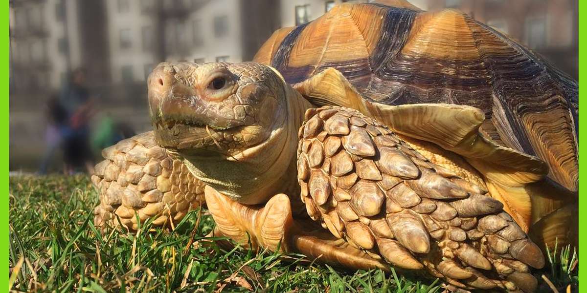 Henry The Tortoise Can't Stop Eating Shoes - Videos - The Dodo