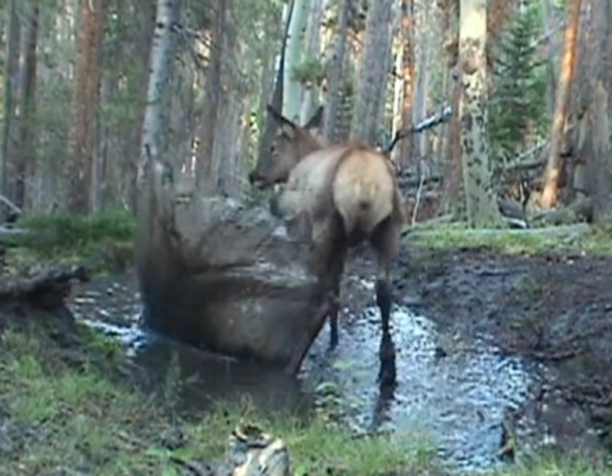 Hidden Camera Catches Baby Elk Paying In Puddle - The Dodo