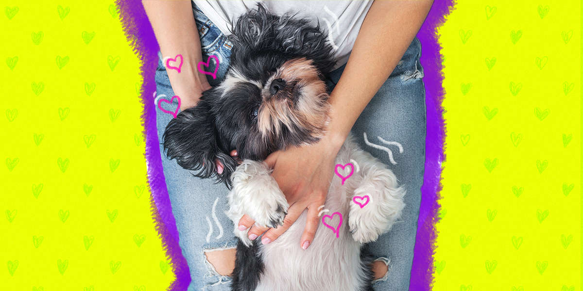 8 Ways To Show Your Dog You Love Him - DodoWell - The Dodo