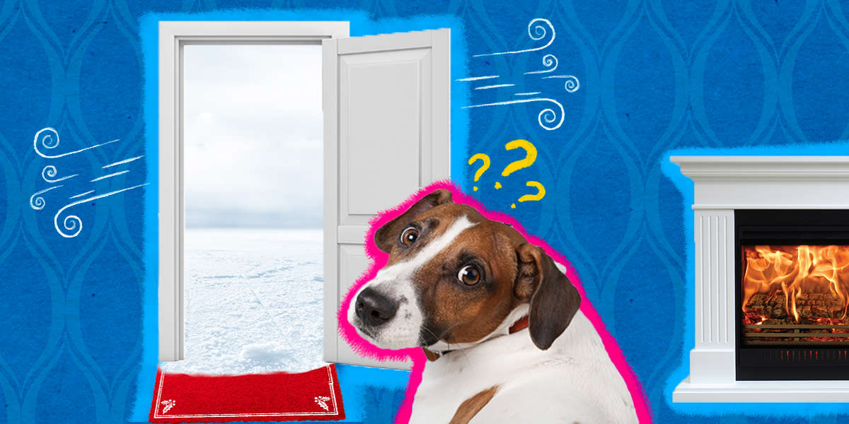 How Cold Is Too Cold For Dog Running