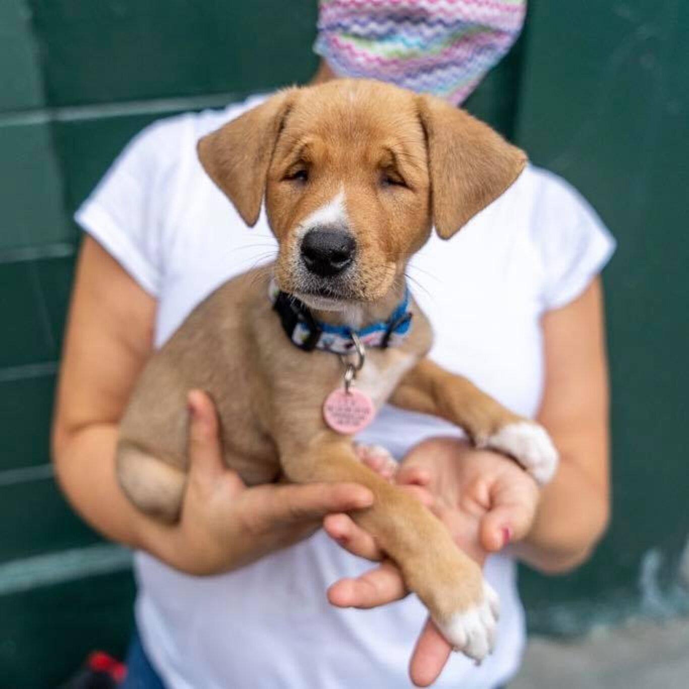 Stray Puppy Was Born With The Cutest Squint - The Dodo