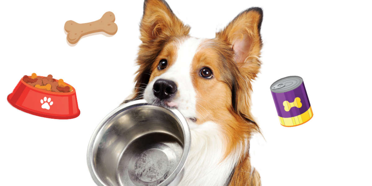 Gift Guide 2020: The Best Gifts For Dogs Who Love Food - DodoWell - The ...