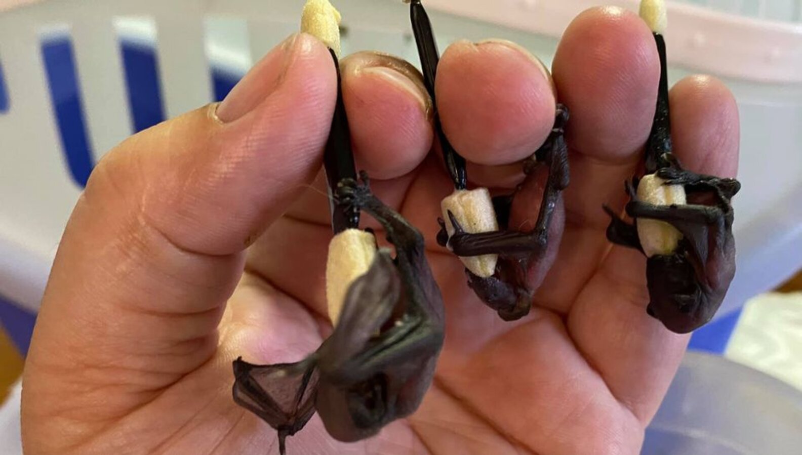 Tiny Orphaned Bat Finds The Perfect Person To Be Her Mom - The Dodo