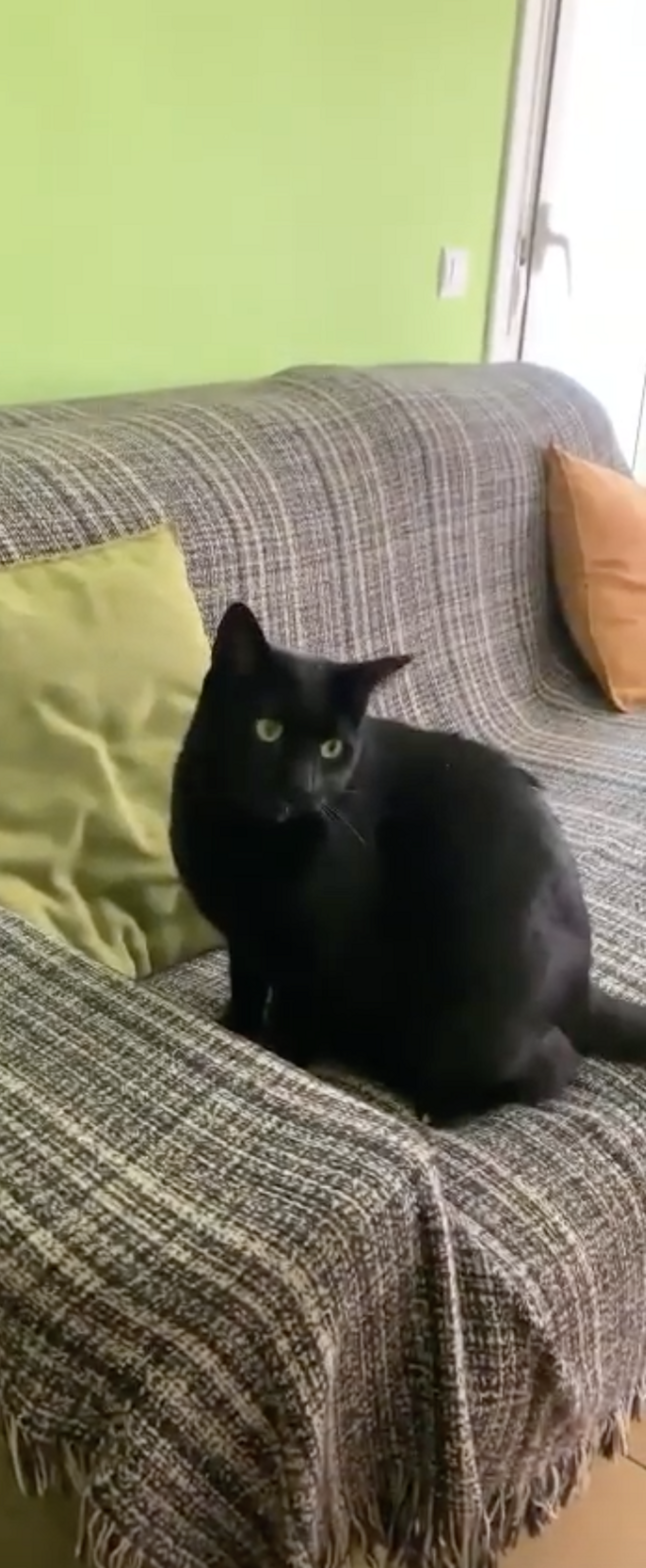 Family Brings Cat Inside And Realizes He Isn't Their Cat - The Dodo