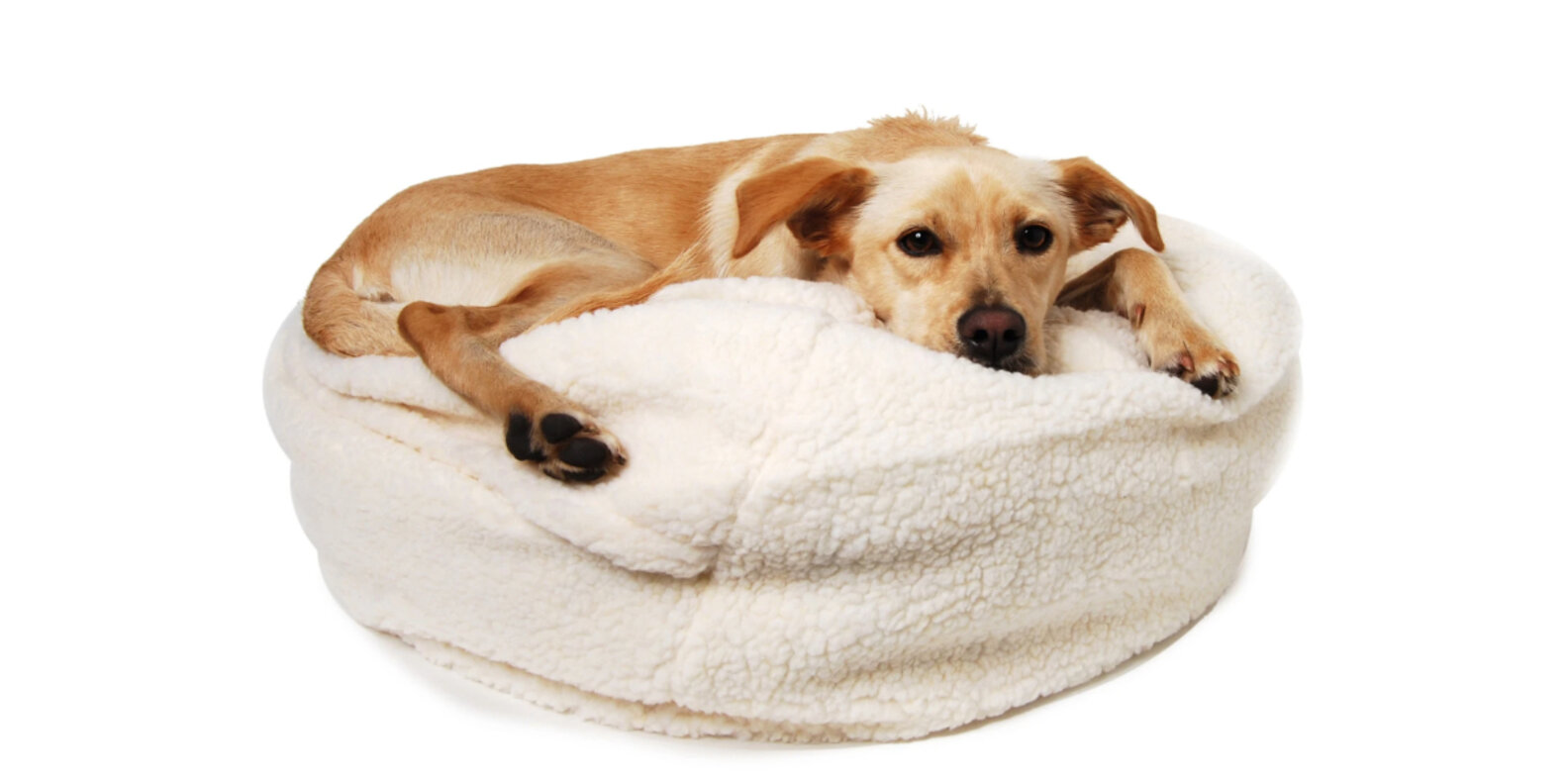 The Best Dog Beds For Cozy Nights - DodoWell - The Dodo