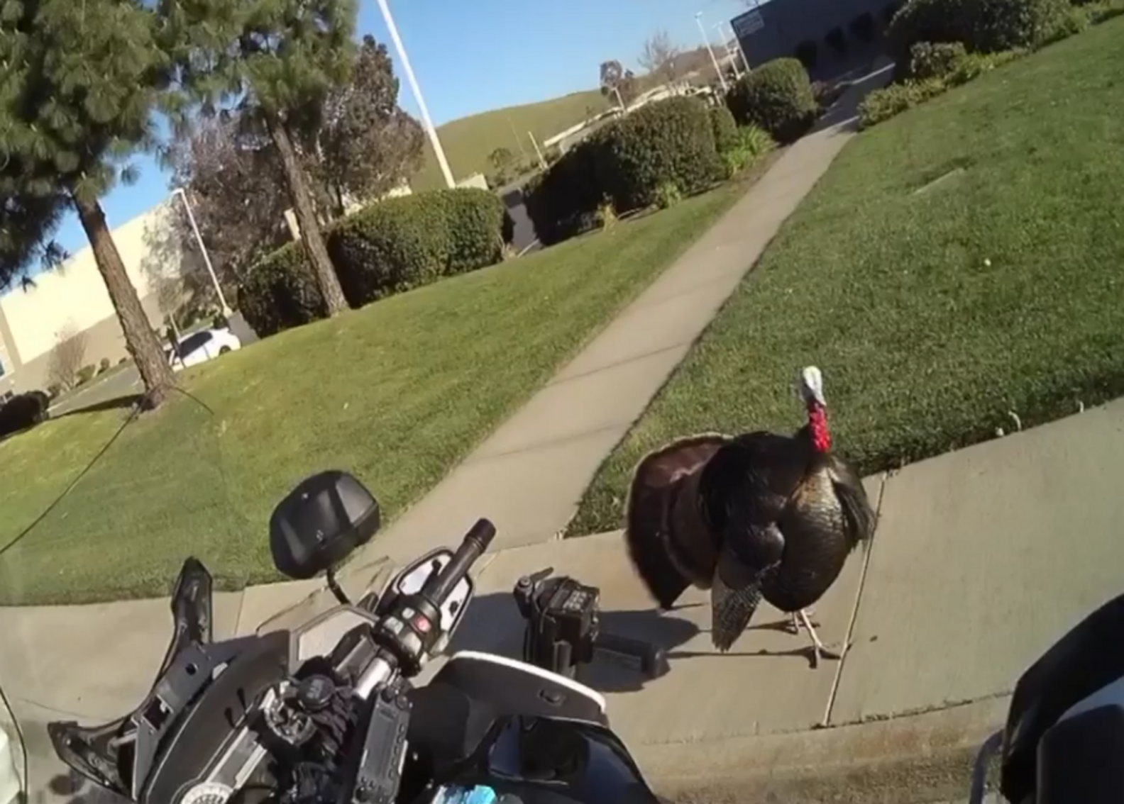 Wild Turkey Convinces Traffic Cop To Let Driver Off With A Warning ...