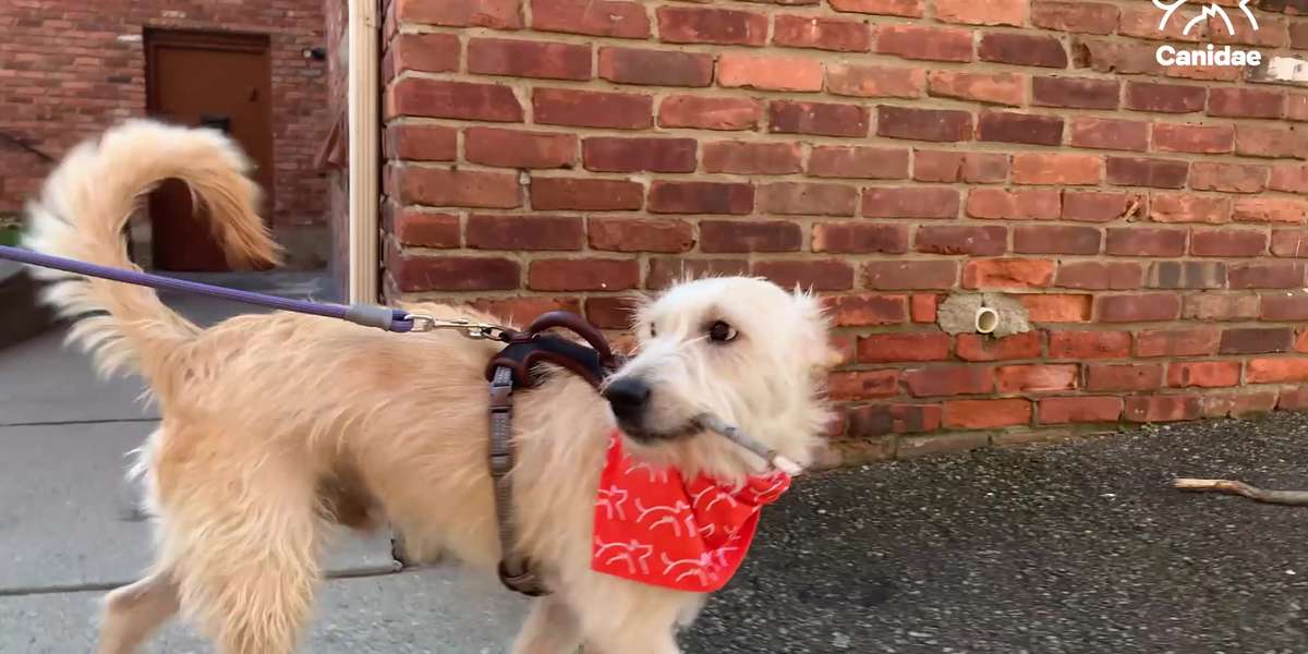 This Rescue Dog Inspires Goodness - The Dodo