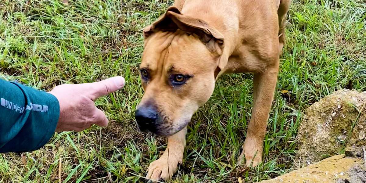 Couple Spends A Year Trying To Rescue A Stray Dog - Videos - The Dodo