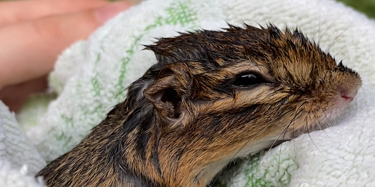 Girl Helps Chipmunk Who Almost Drowned Get Strong Again - Videos - The Dodo