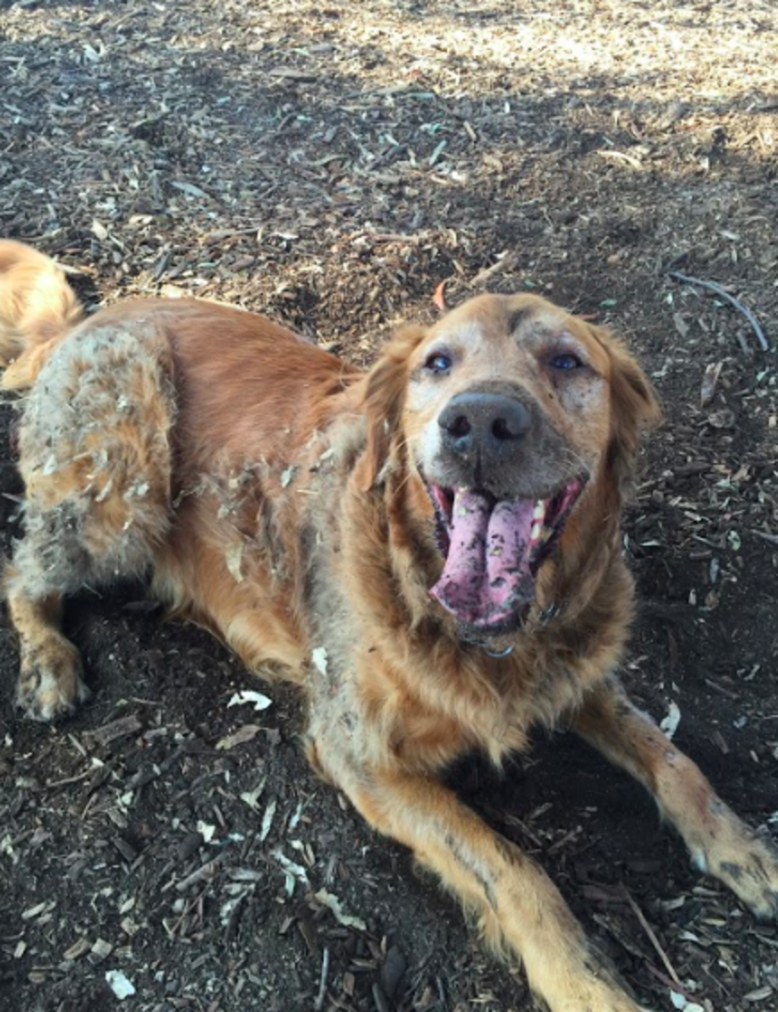 Woman Finds The Sweetest 'Lost Dog' Poster - The Dodo