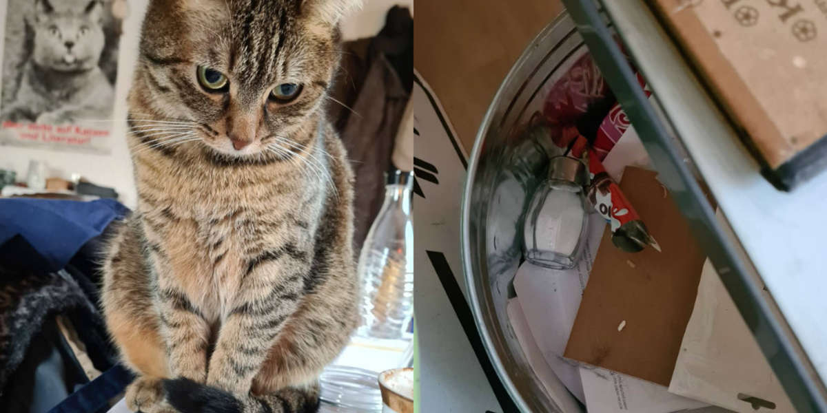 Cat Loves Knocking Things Into Trash Can - The Dodo