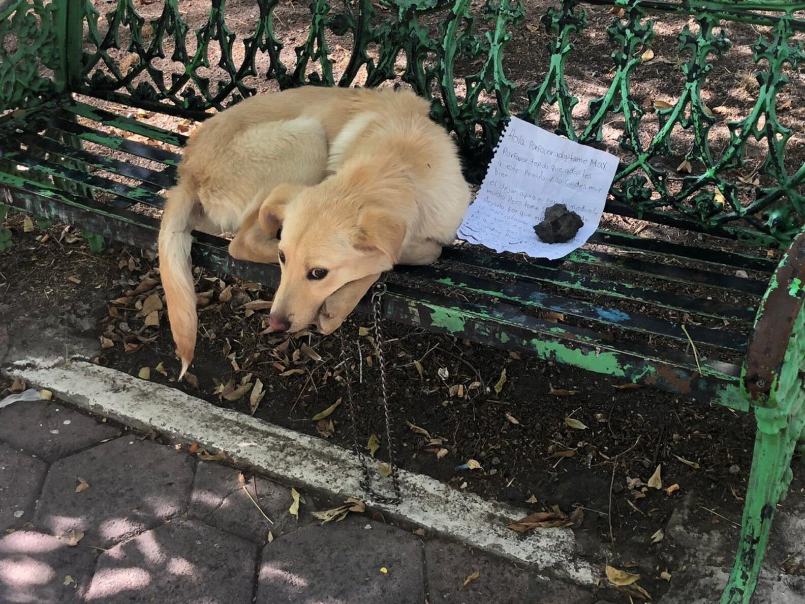 Puppy Left On Bench With A Note Learns To Trust Again - The Dodo