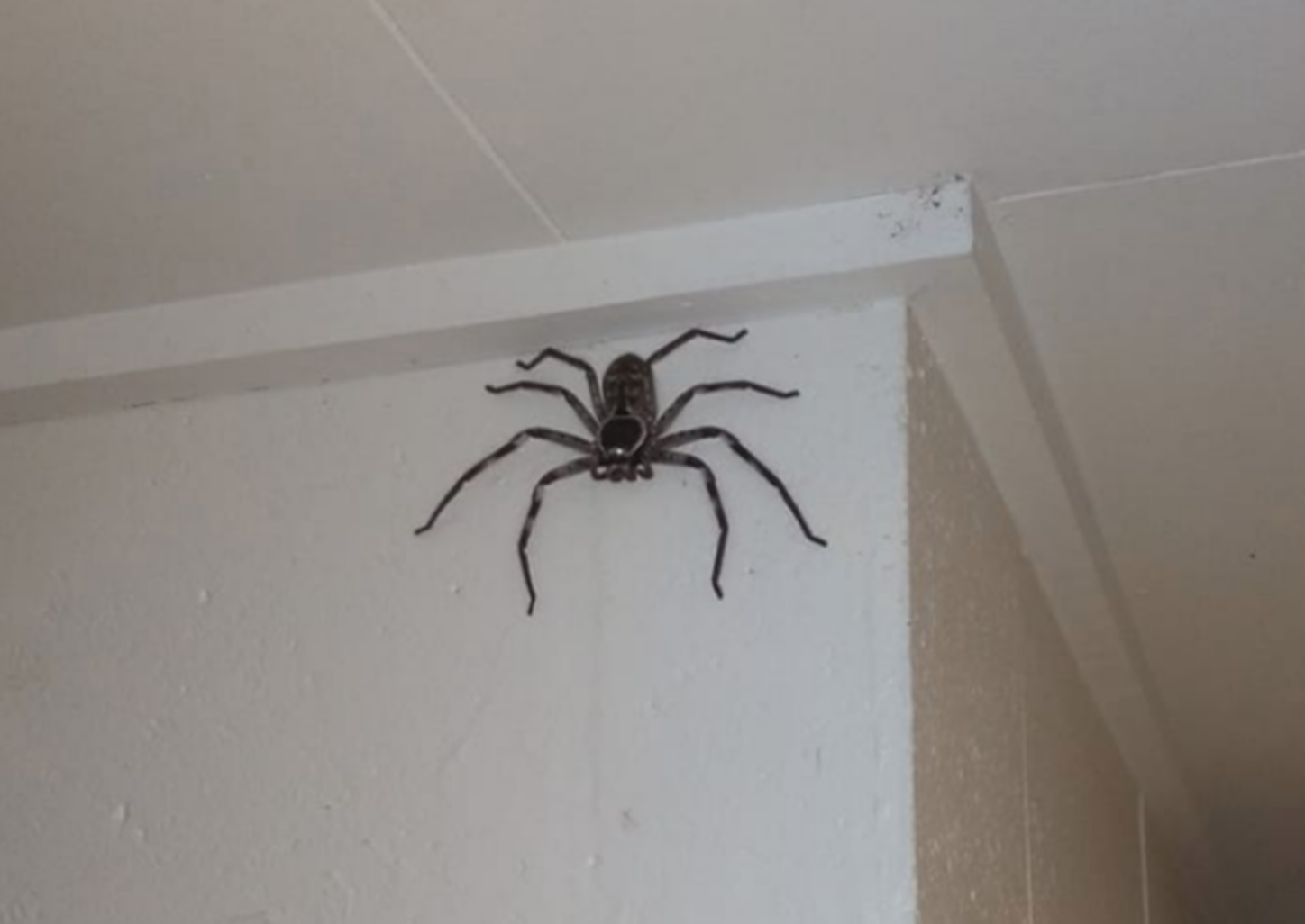Woman Shares Her Home With A Giant Spider Who Moved In One Day - The Dodo