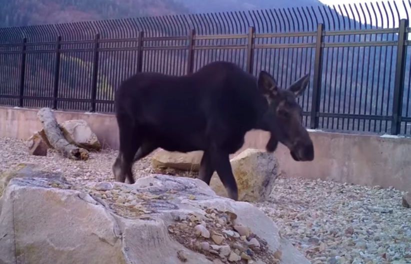 Video Reveals All The Animals This Utah Highway Overpass Has Saved ...
