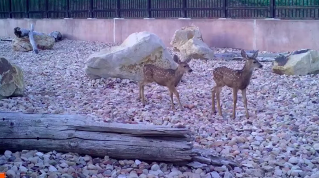 Video Reveals All The Animals This Utah Highway Overpass Has Saved ...