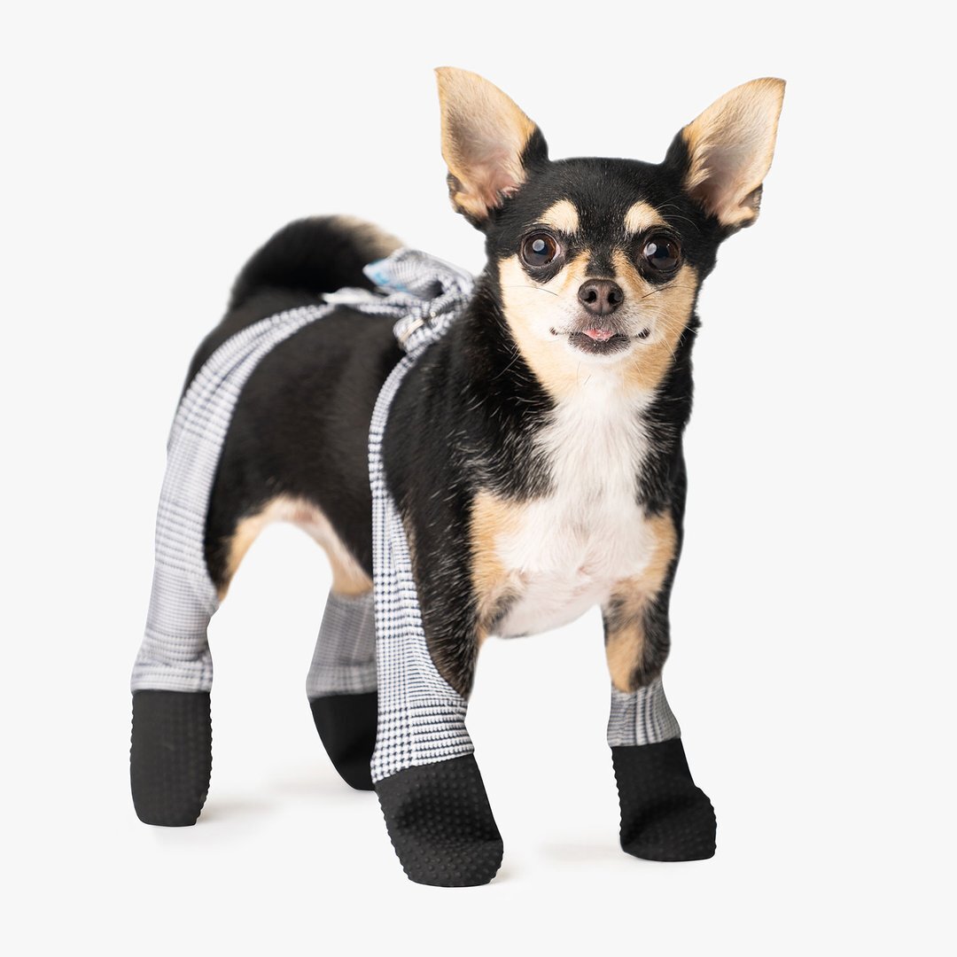 Dog Leg Warmers Exist And They're Perfect For Winter - DodoWell - The Dodo
