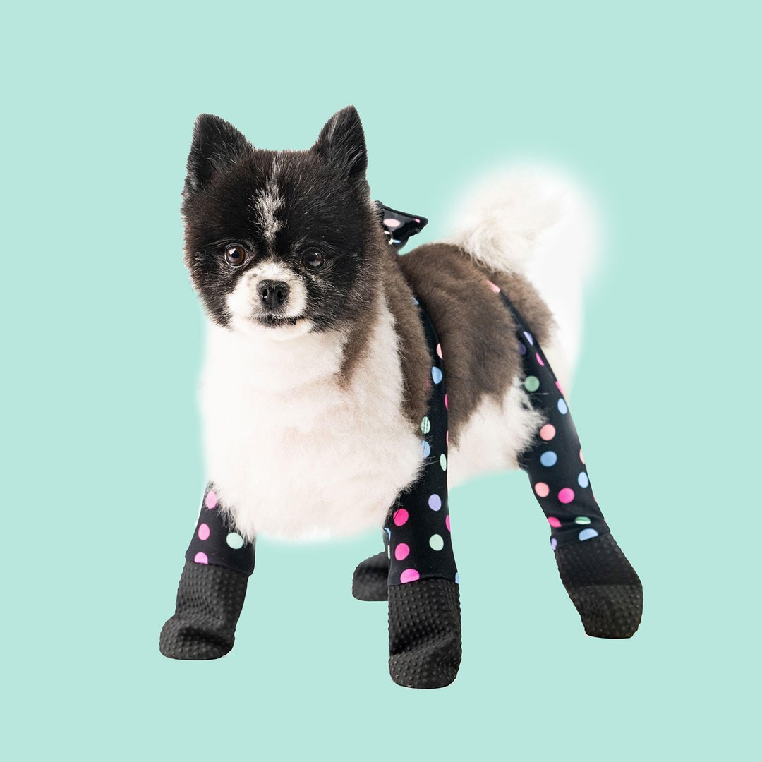 Dog Leg Warmers Exist And They're Perfect For Winter - DodoWell - The Dodo