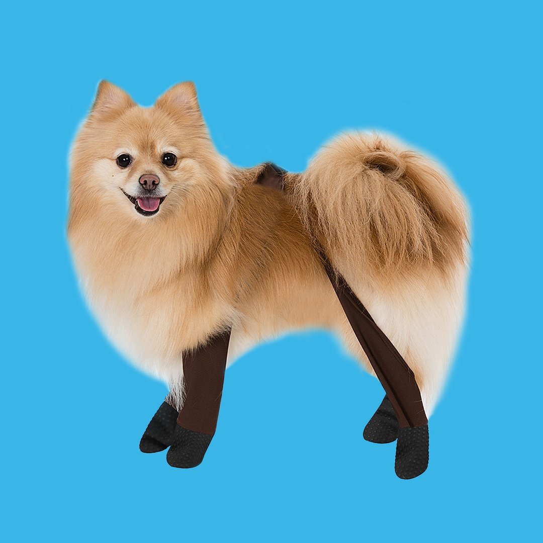 Dog Leg Warmers Exist And They're Perfect For Winter - DodoWell - The Dodo