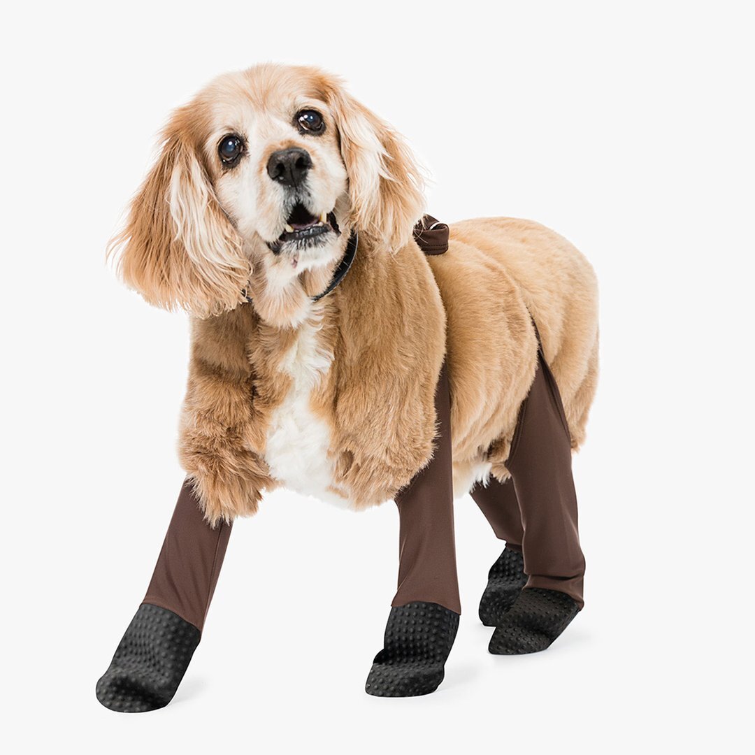 Dog Leg Warmers Exist And They're Perfect For Winter - DodoWell - The Dodo