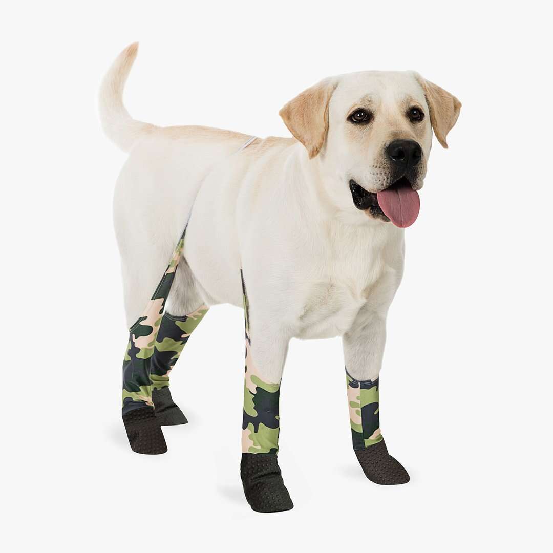 Dog Leg Warmers Exist And They're Perfect For Winter - DodoWell - The Dodo